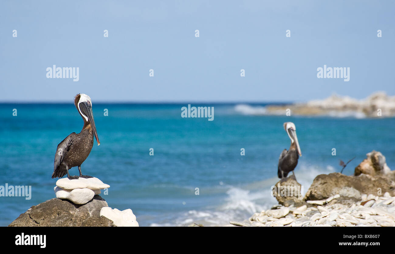 Brown pelican perching hi-res stock photography and images - Alamy