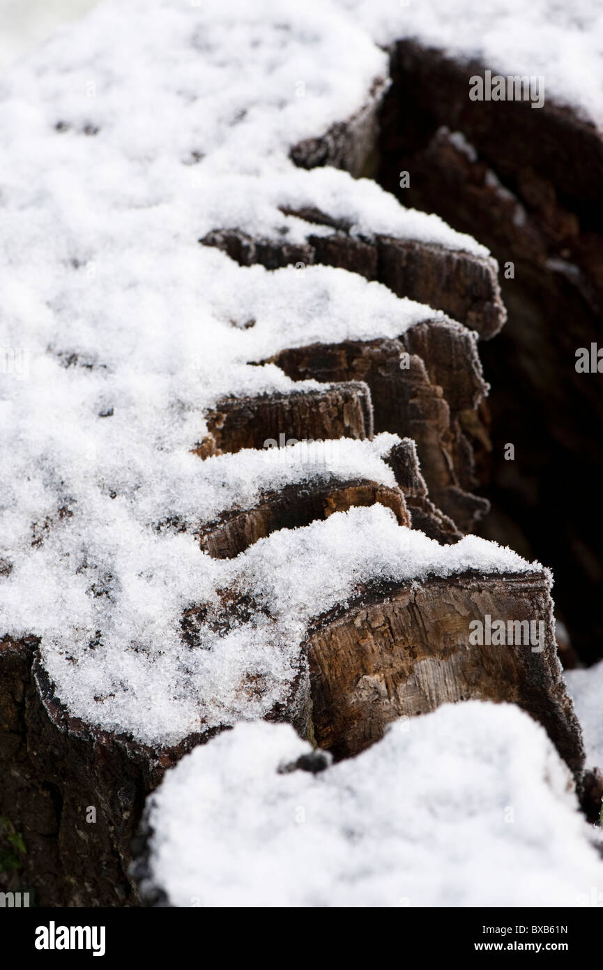 Snowy stump hi-res stock photography and images - Alamy