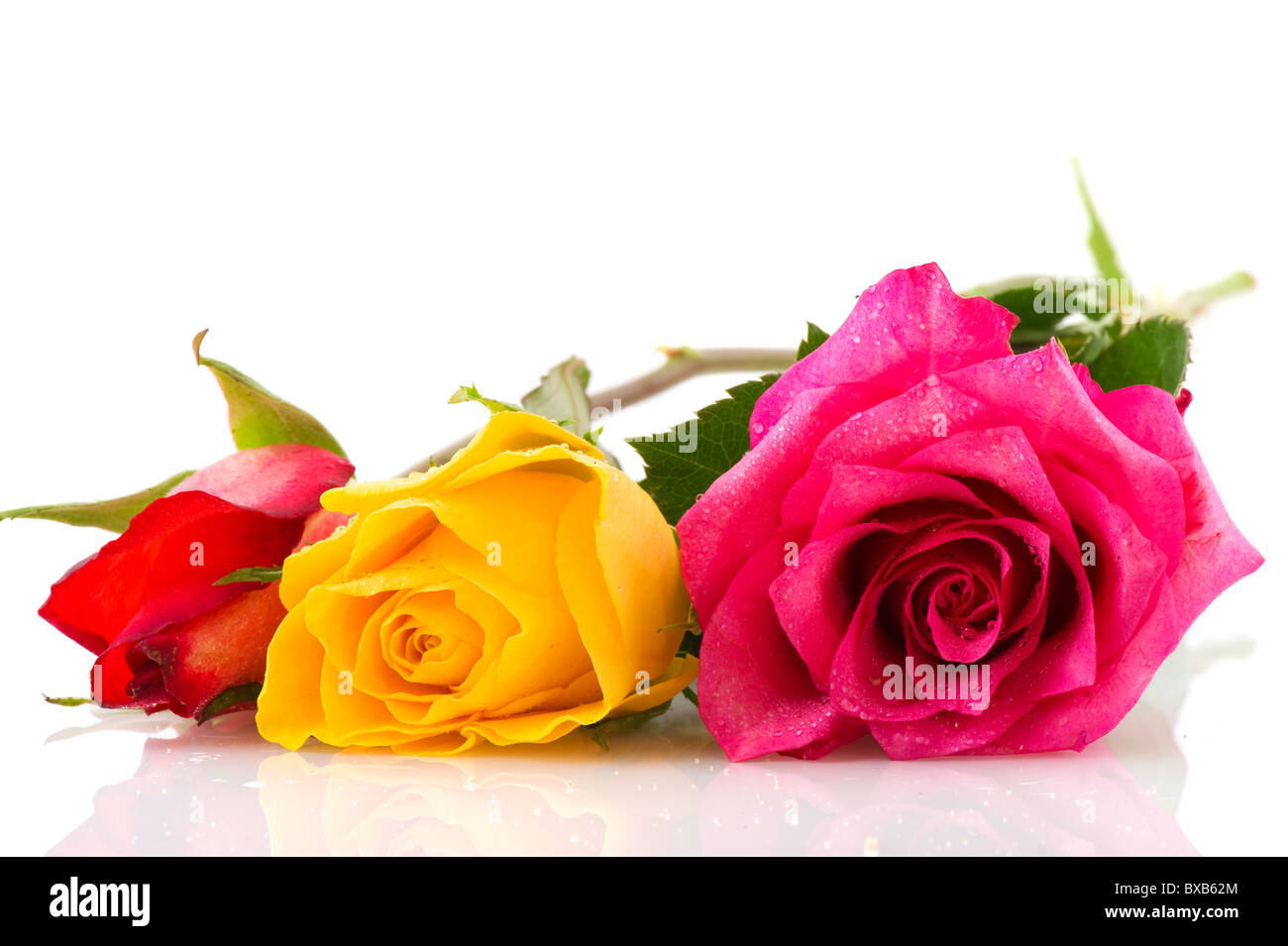 A row with colorful roses in red yellow and pink Stock Photo - Alamy
