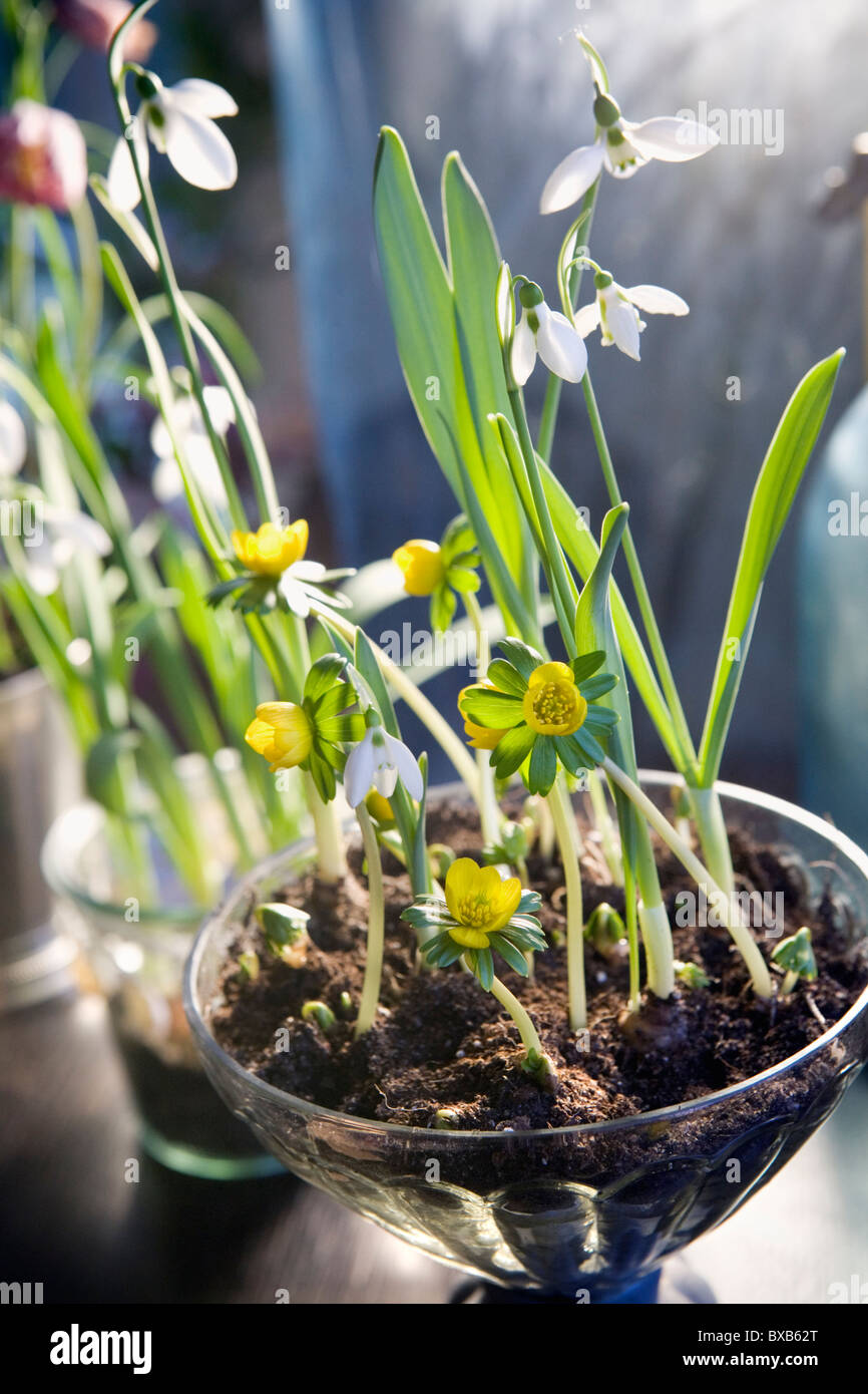 Flower in pot Stock Photo - Alamy
