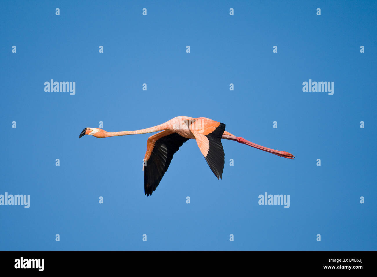 Greater Flamingo flying in sky Stock Photo - Alamy