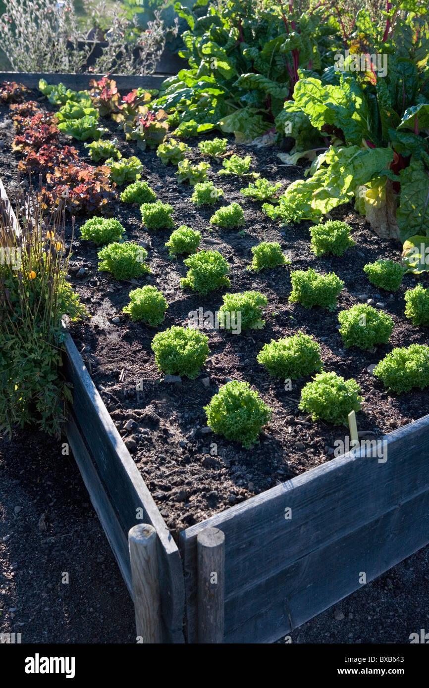 Vegetable plot outside house hi-res stock photography and images - Alamy