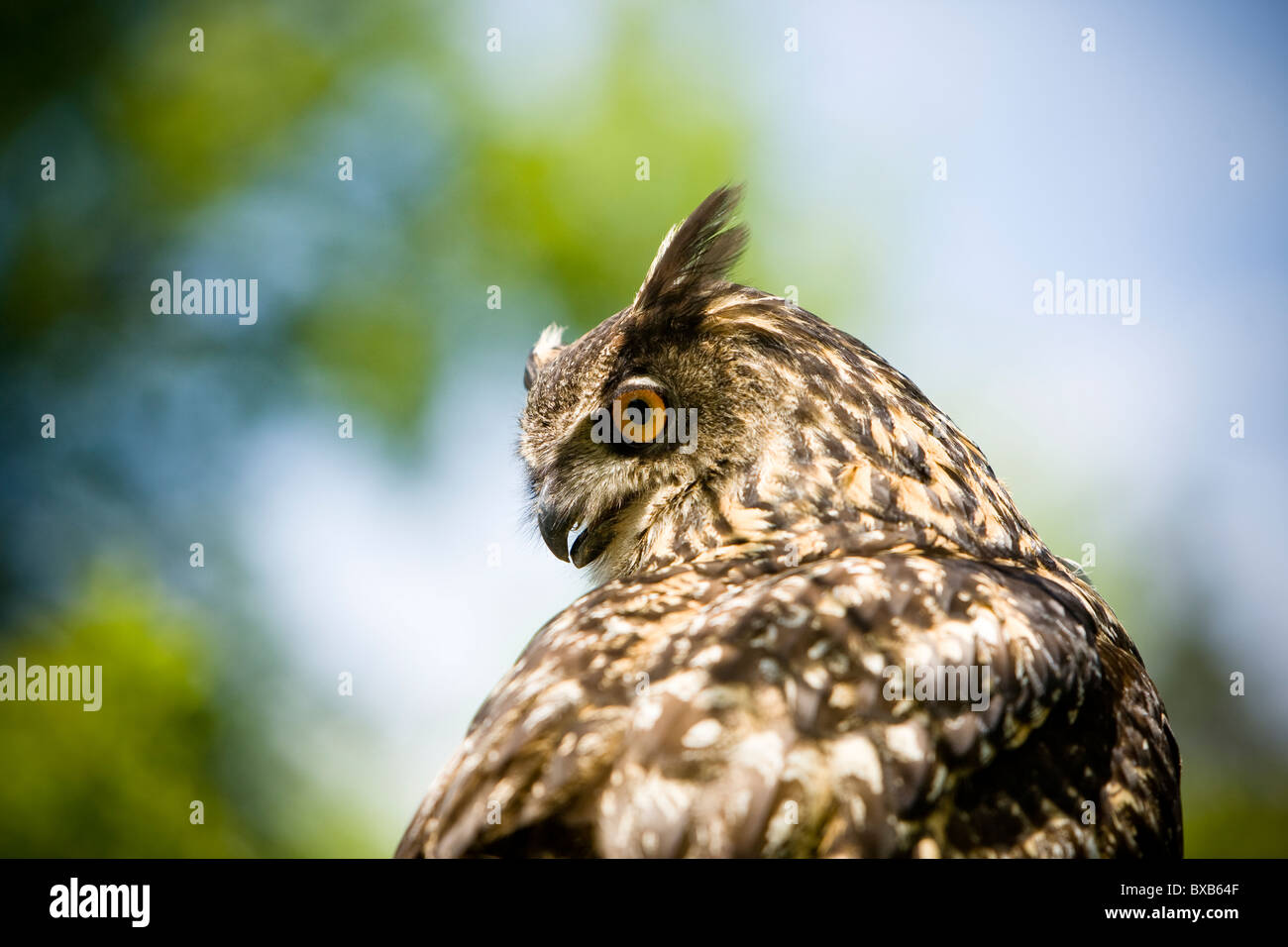 Owl Looking Backwards High Resolution Stock Photography and Images - Alamy