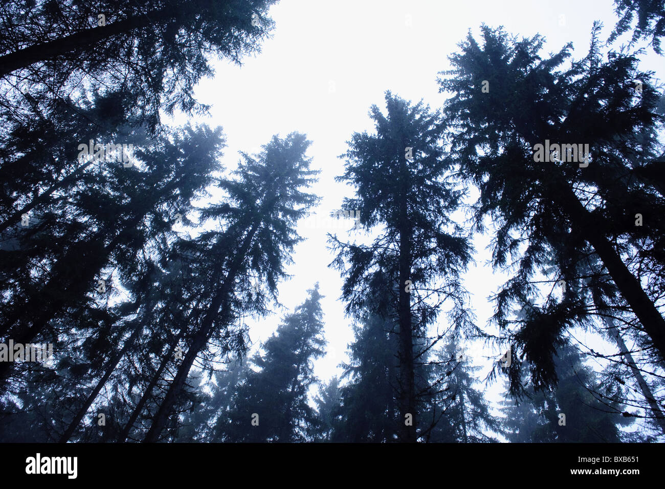 Timber evergreen conifers hi-res stock photography and images - Alamy