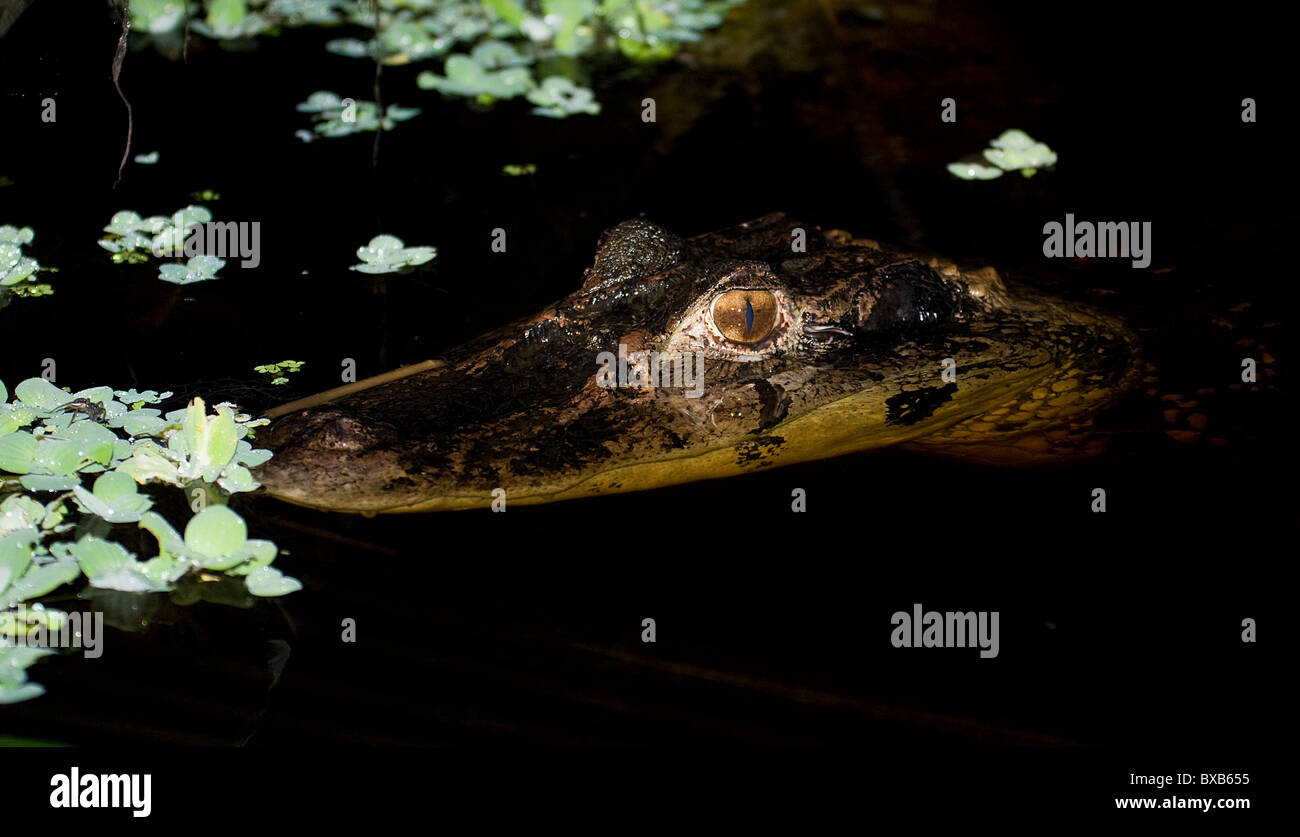 Caiman heads hi-res stock photography and images - Alamy