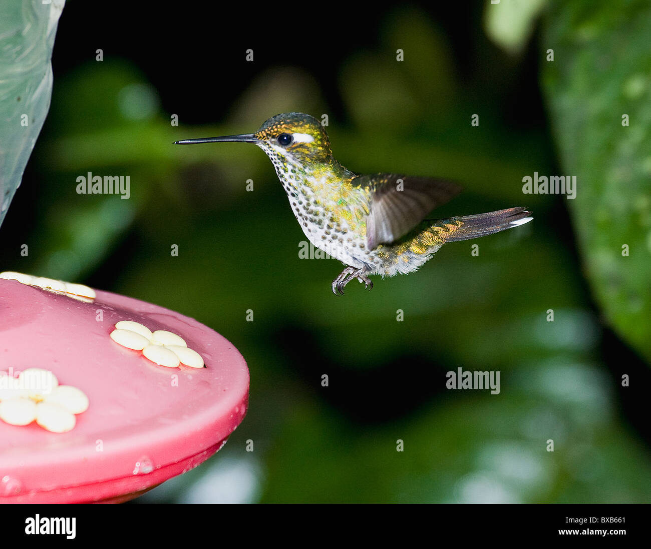 Humming bird flying Stock Photo - Alamy