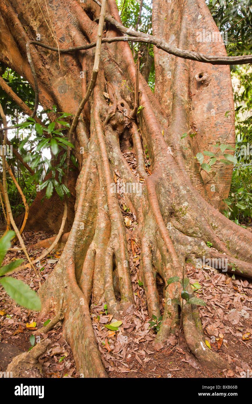 Strangler fig tree at Lake Eacham, Atherton Tableland, Crater Lakes ...