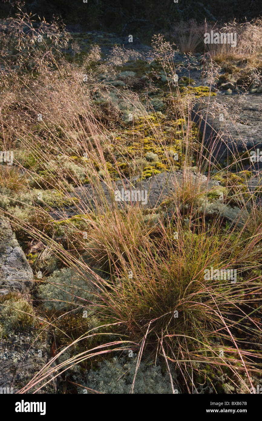 Grass, moss and rocks Stock Photo - Alamy
