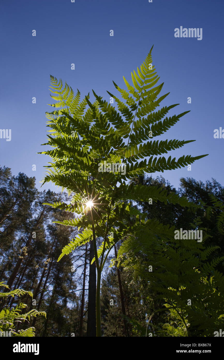 Swedish fern hi-res stock photography and images - Alamy