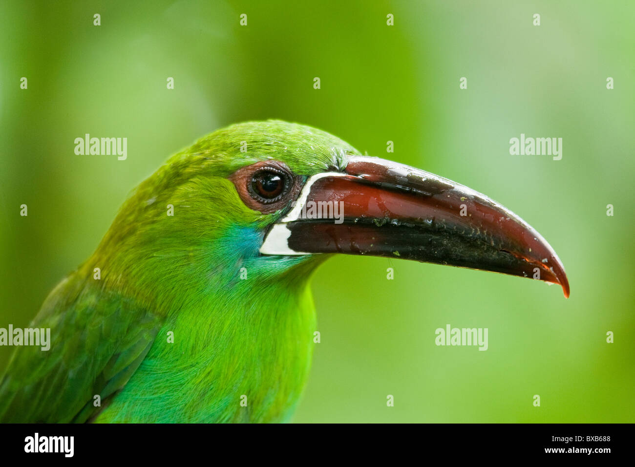 Toucan colors hi-res stock photography and images - Alamy