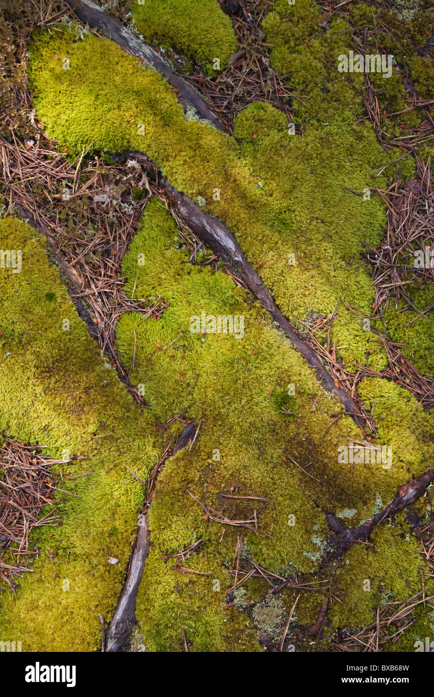 Moss and branches Stock Photo - Alamy
