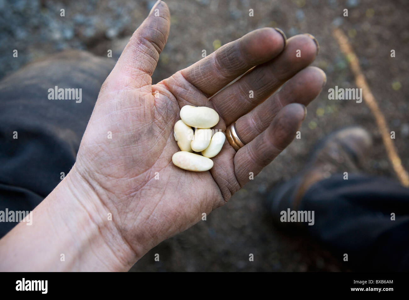 Beans Cultivation High Resolution Stock Photography and Images - Alamy
