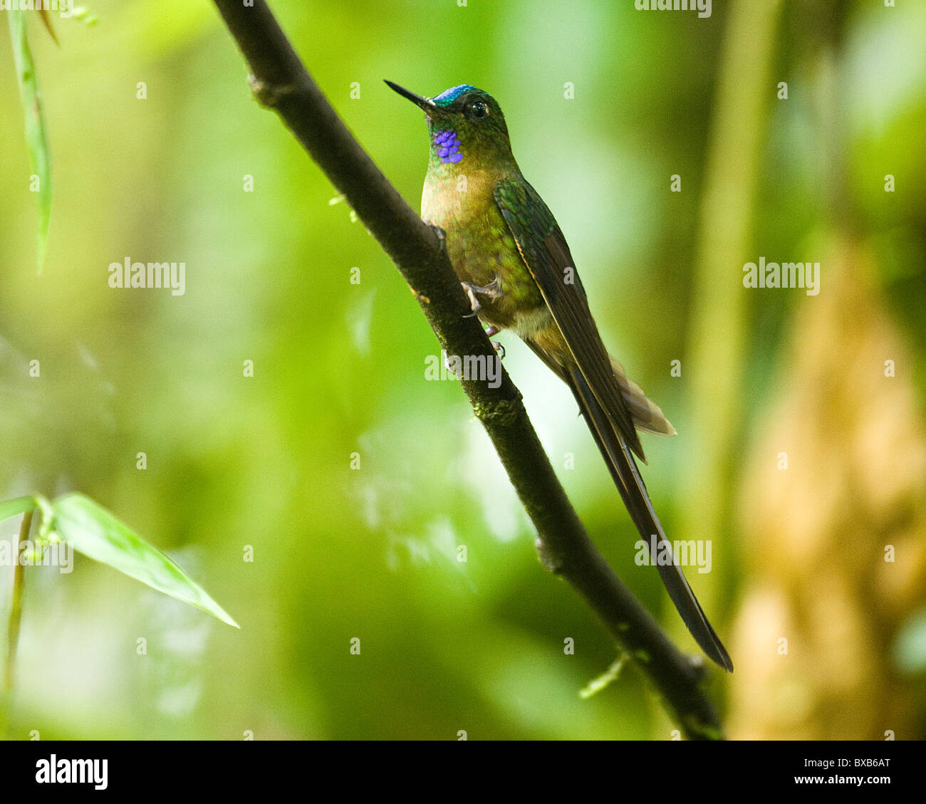 Humming bird tree hi-res stock photography and images - Alamy