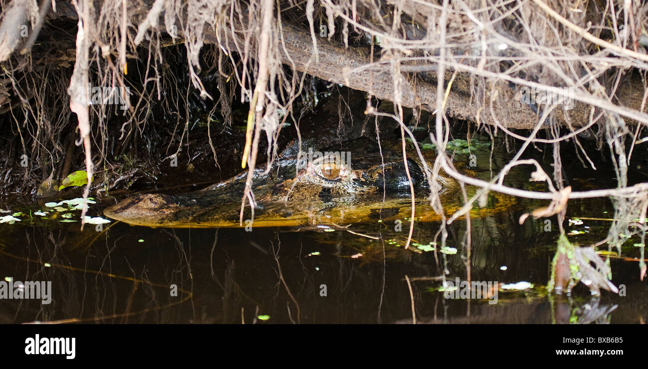 Caiman in water Stock Photo - Alamy