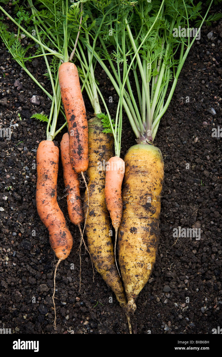 Heap of fresh carrots in vegetable garden Stock Photo - Alamy