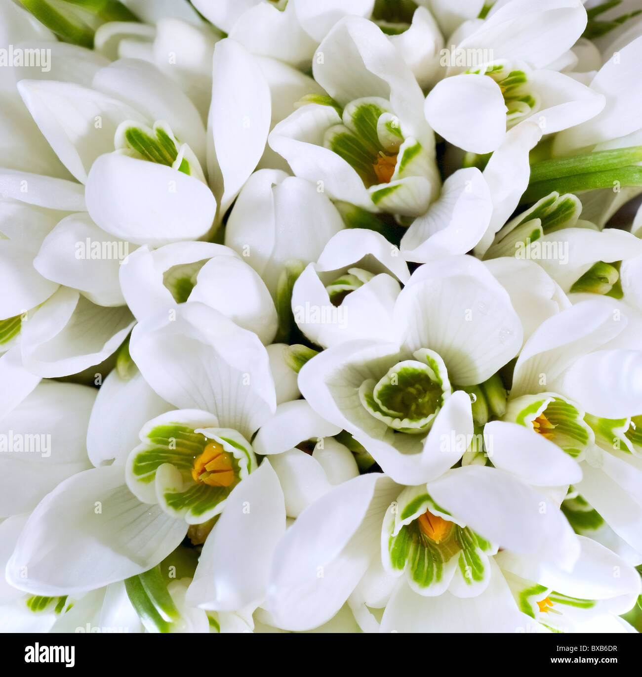 Spring holiday snowdrop flowers hi-res stock photography and images - Alamy