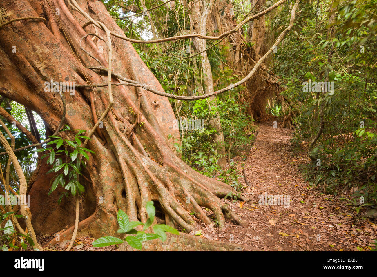Strangler fig tree at Lake Eacham, Atherton Tableland, Crater Lakes ...