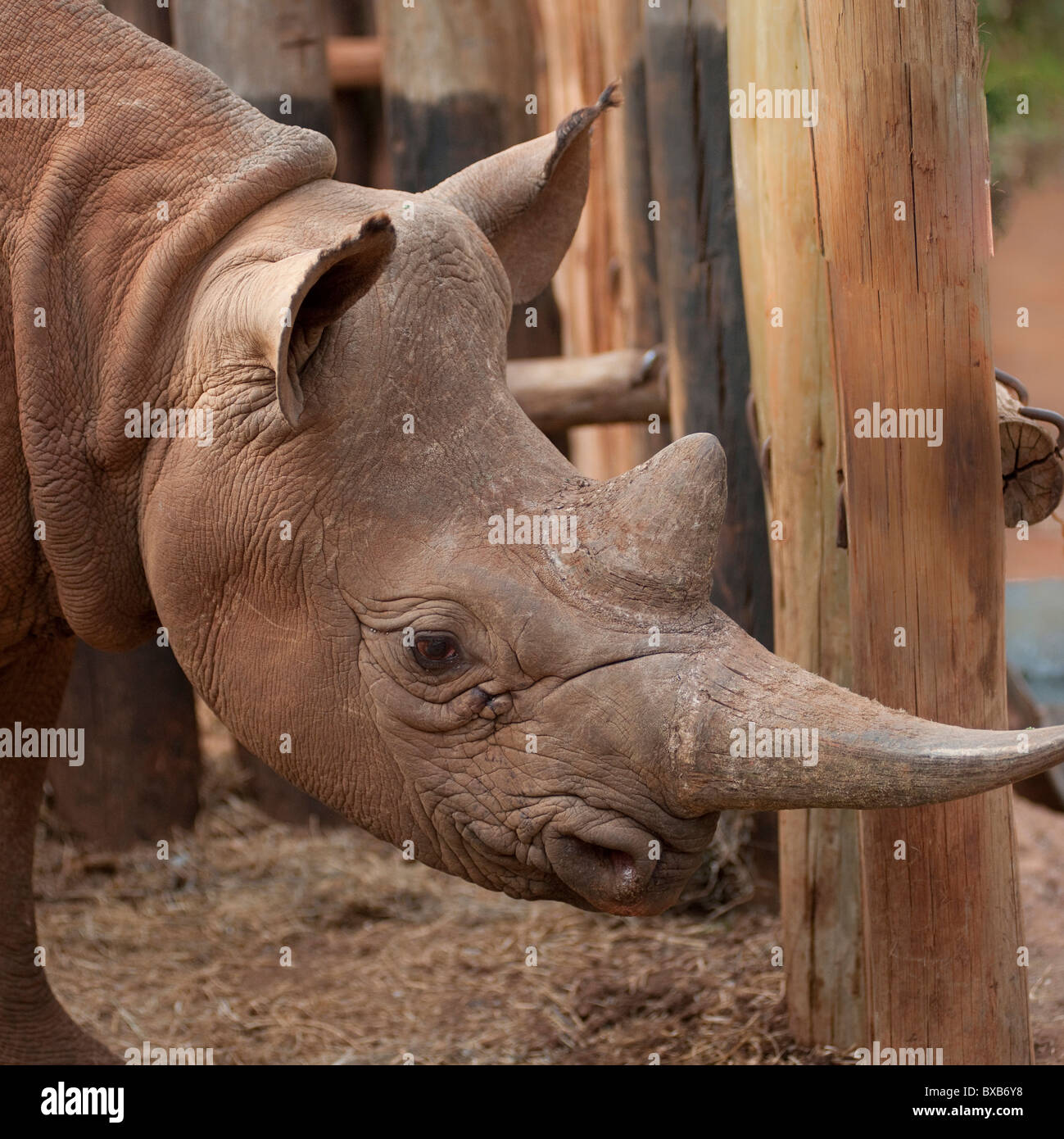 Kenya wildlife hi-res stock photography and images - Alamy