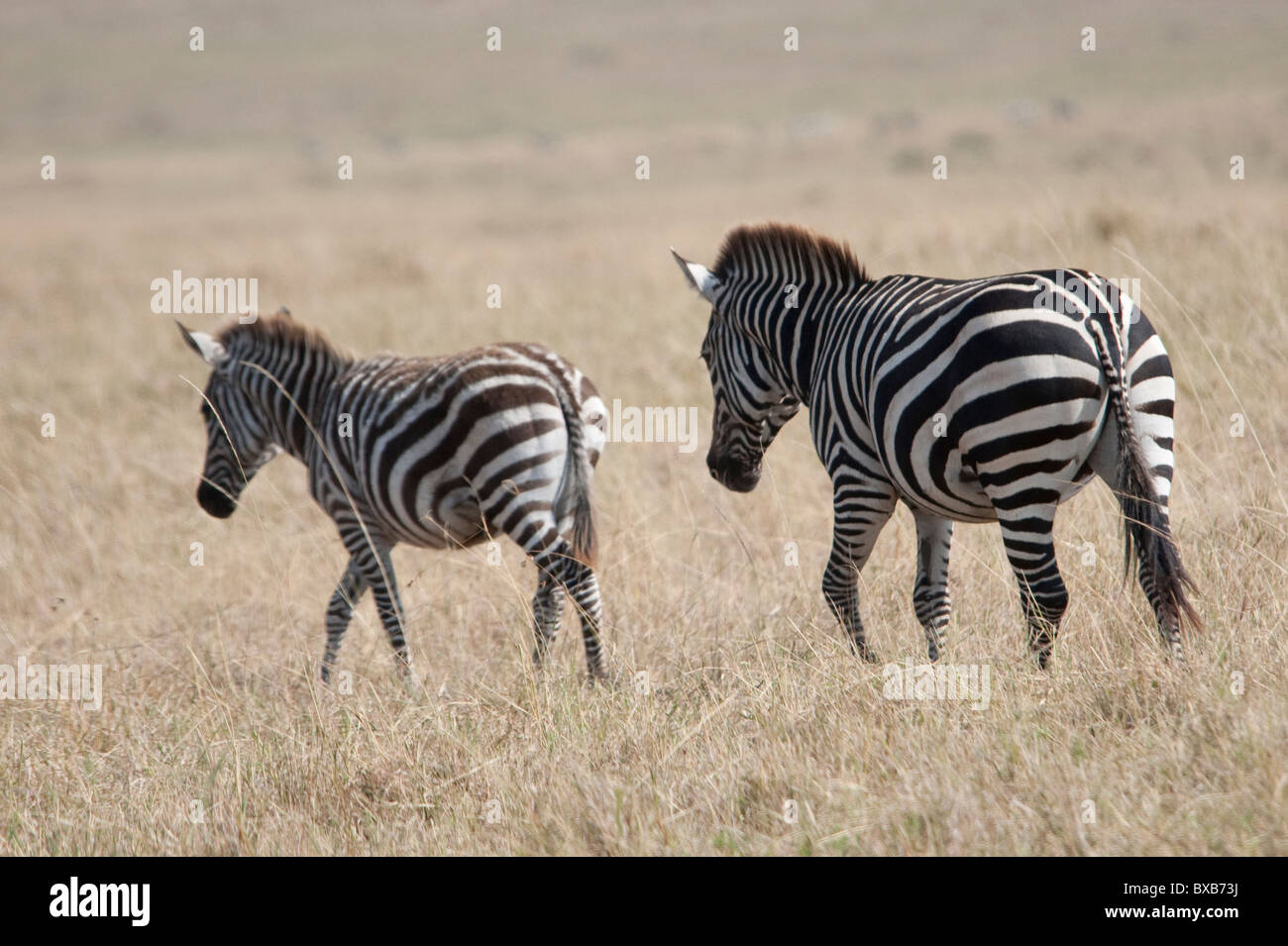 Zebra wildlife in Kenya Stock Photo - Alamy