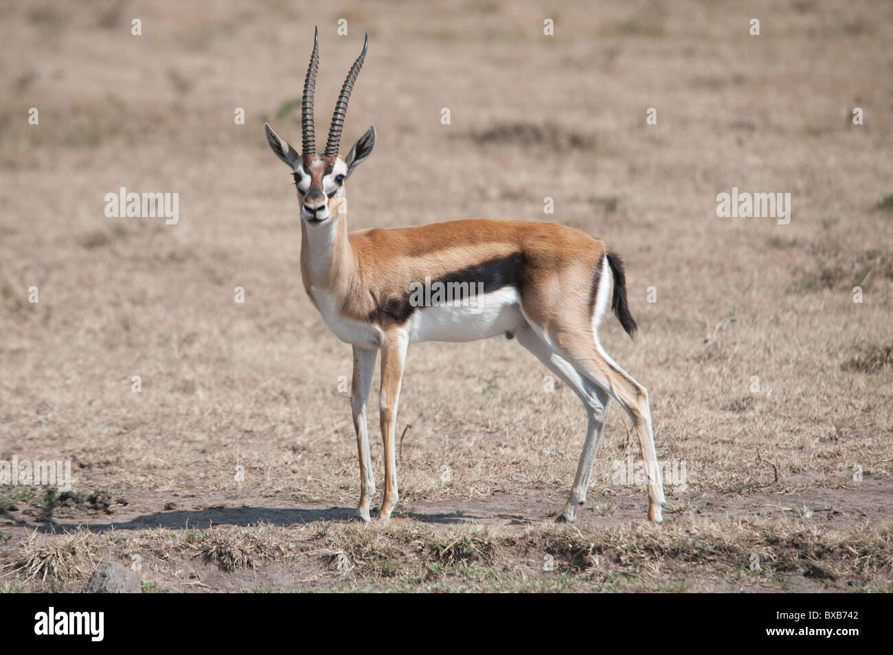 Gazelle wildlife in Kenya Stock Photo - Alamy