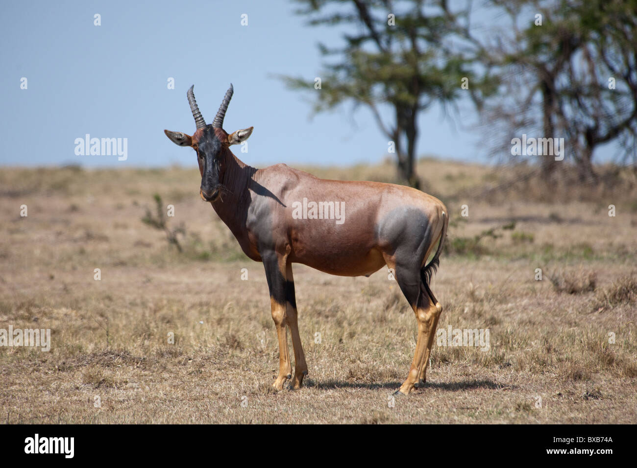 Wildlife in Kenya Stock Photo - Alamy