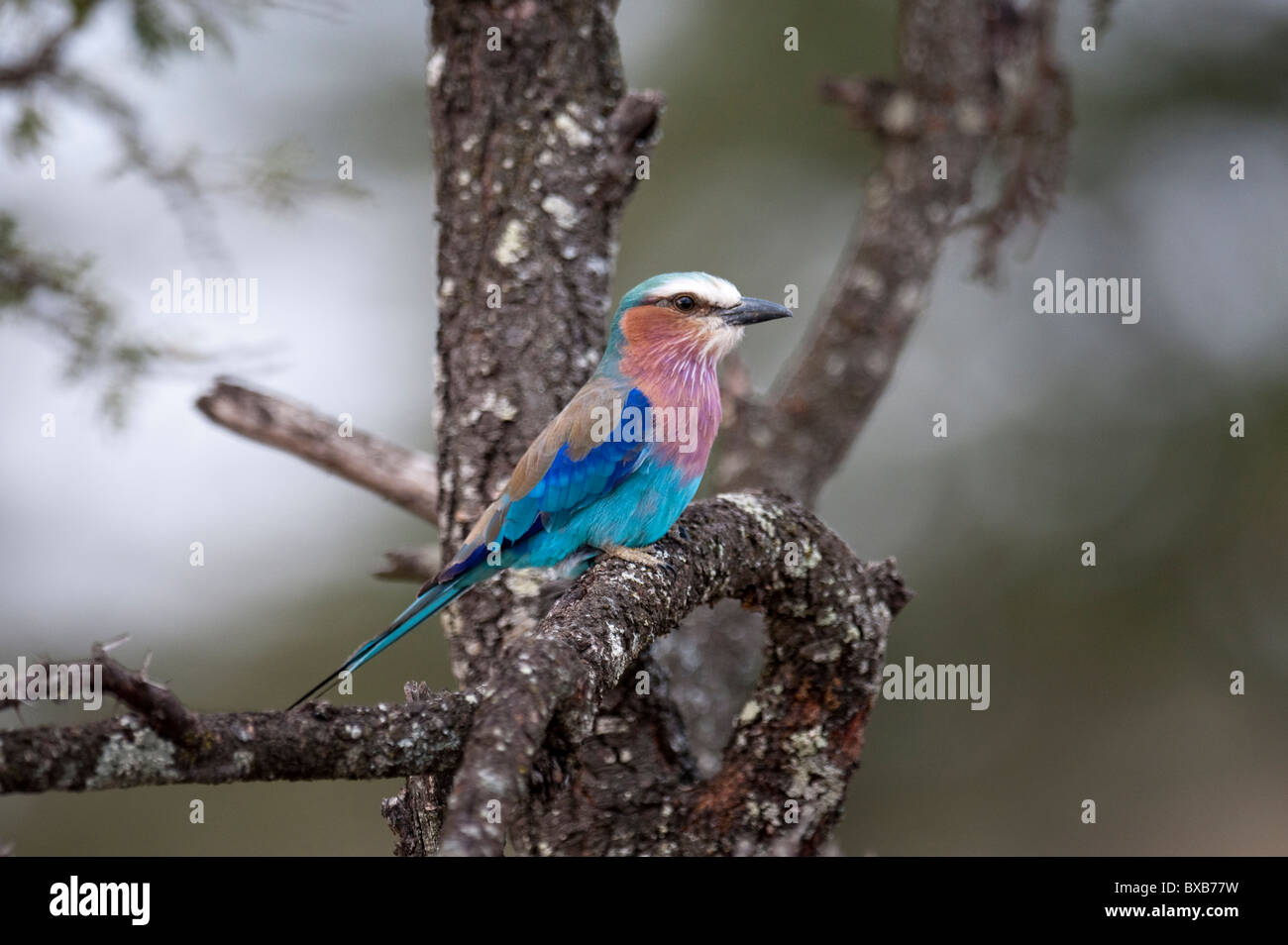 Birds of kenya hi-res stock photography and images - Alamy