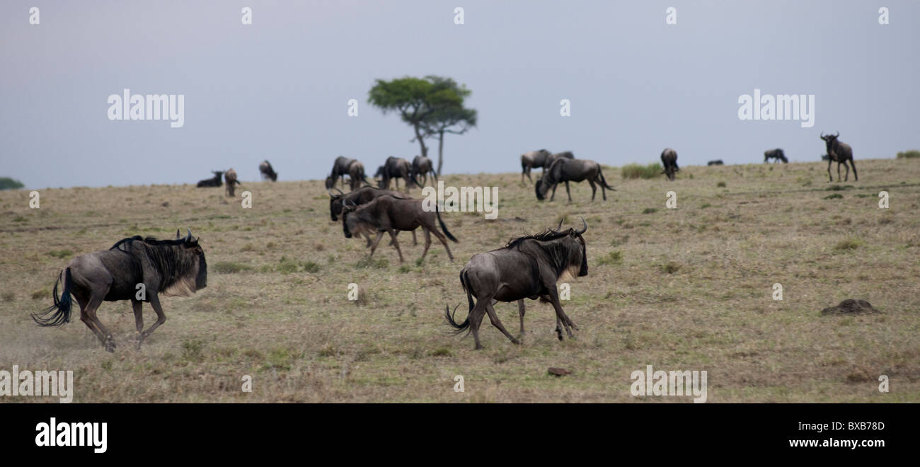 Wilderbeast kenya hi-res stock photography and images - Alamy