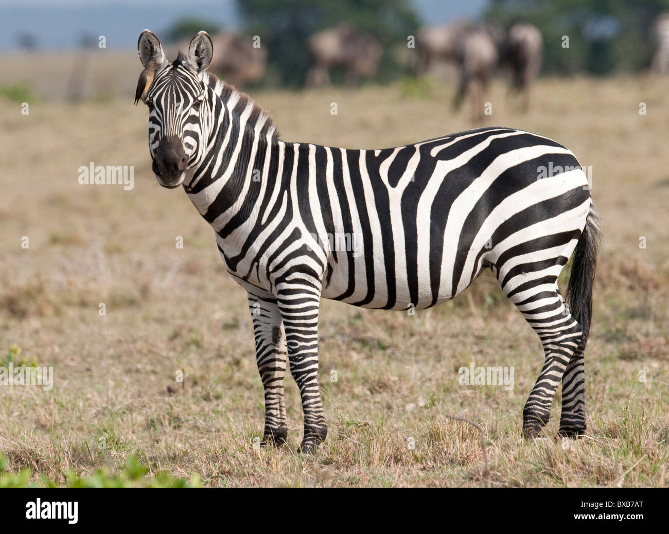 Zebra wildlife in Kenya Stock Photo - Alamy