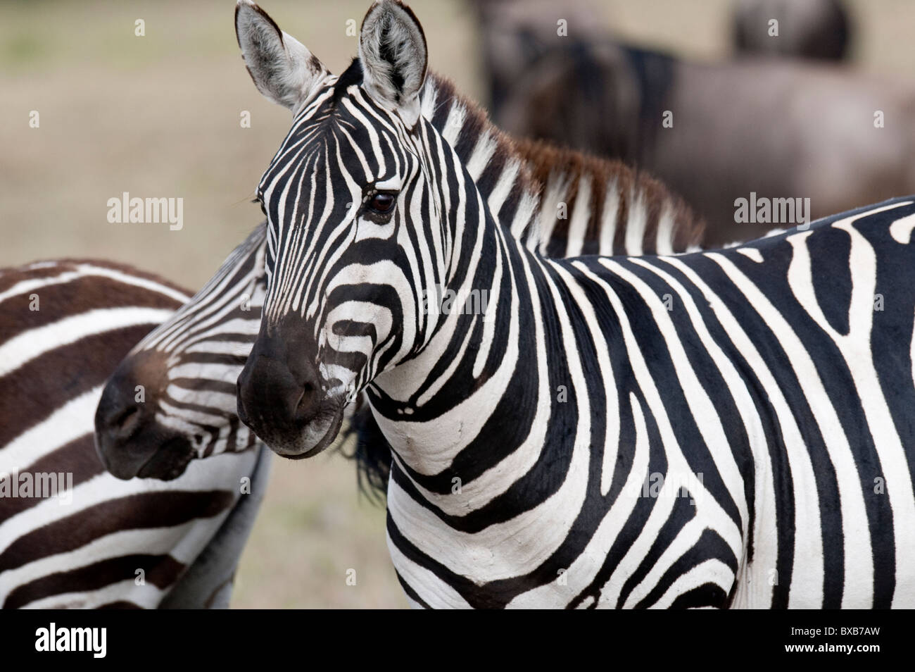 Zebra wildlife in Kenya Stock Photo - Alamy