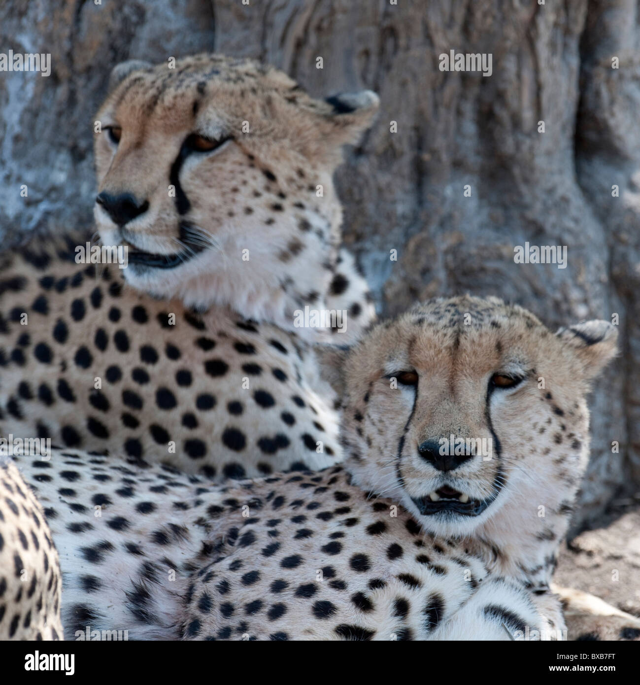 Cheetahs wildlife in Kenya Stock Photo - Alamy