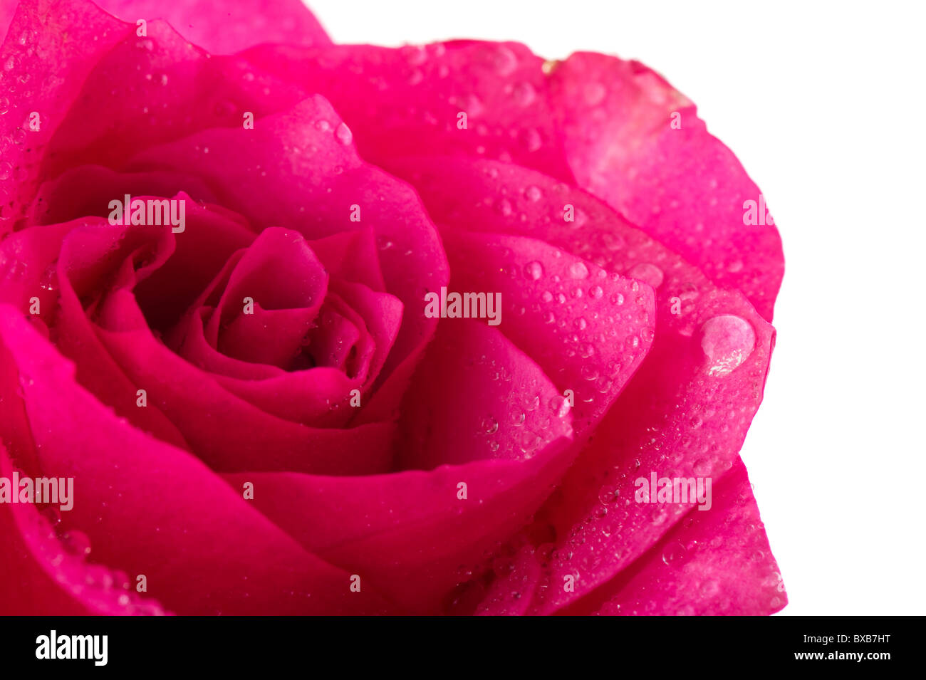 single fresh pink rose with water drops Stock Photo - Alamy