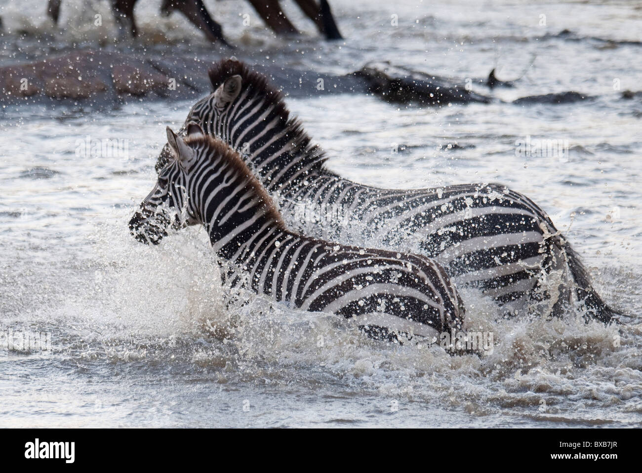 Zebra wildlife in Kenya Stock Photo - Alamy