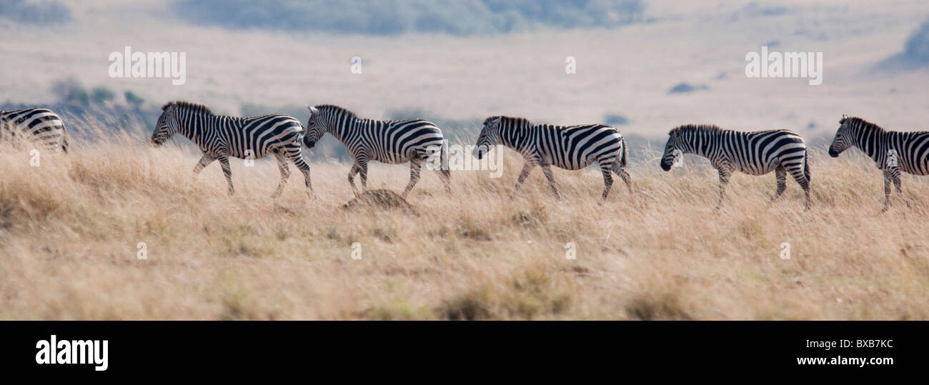 Zebra wildlife in Kenya Stock Photo - Alamy