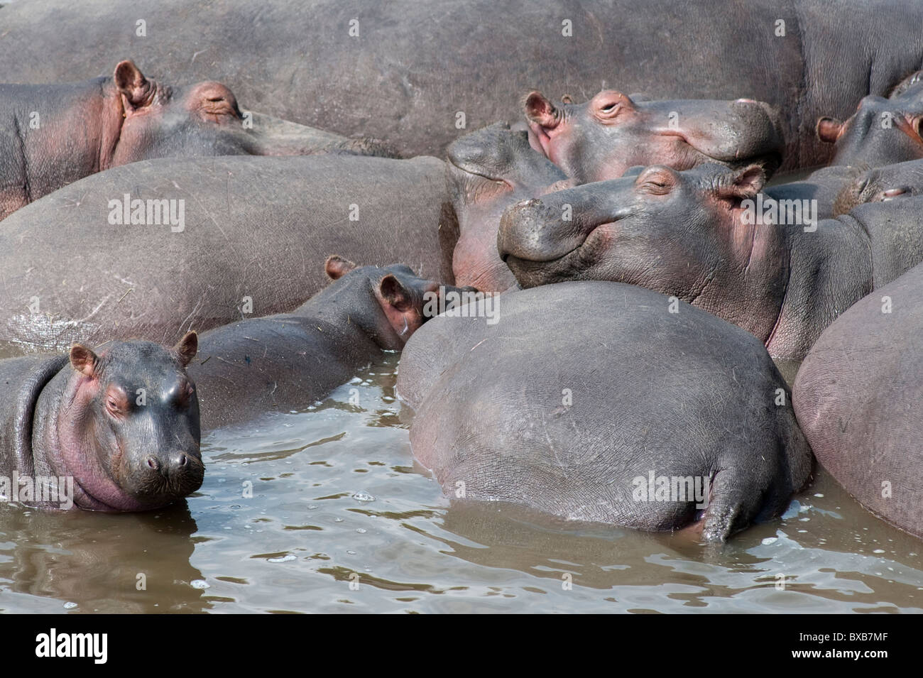 Hippo wildlife in Kenya Stock Photo - Alamy