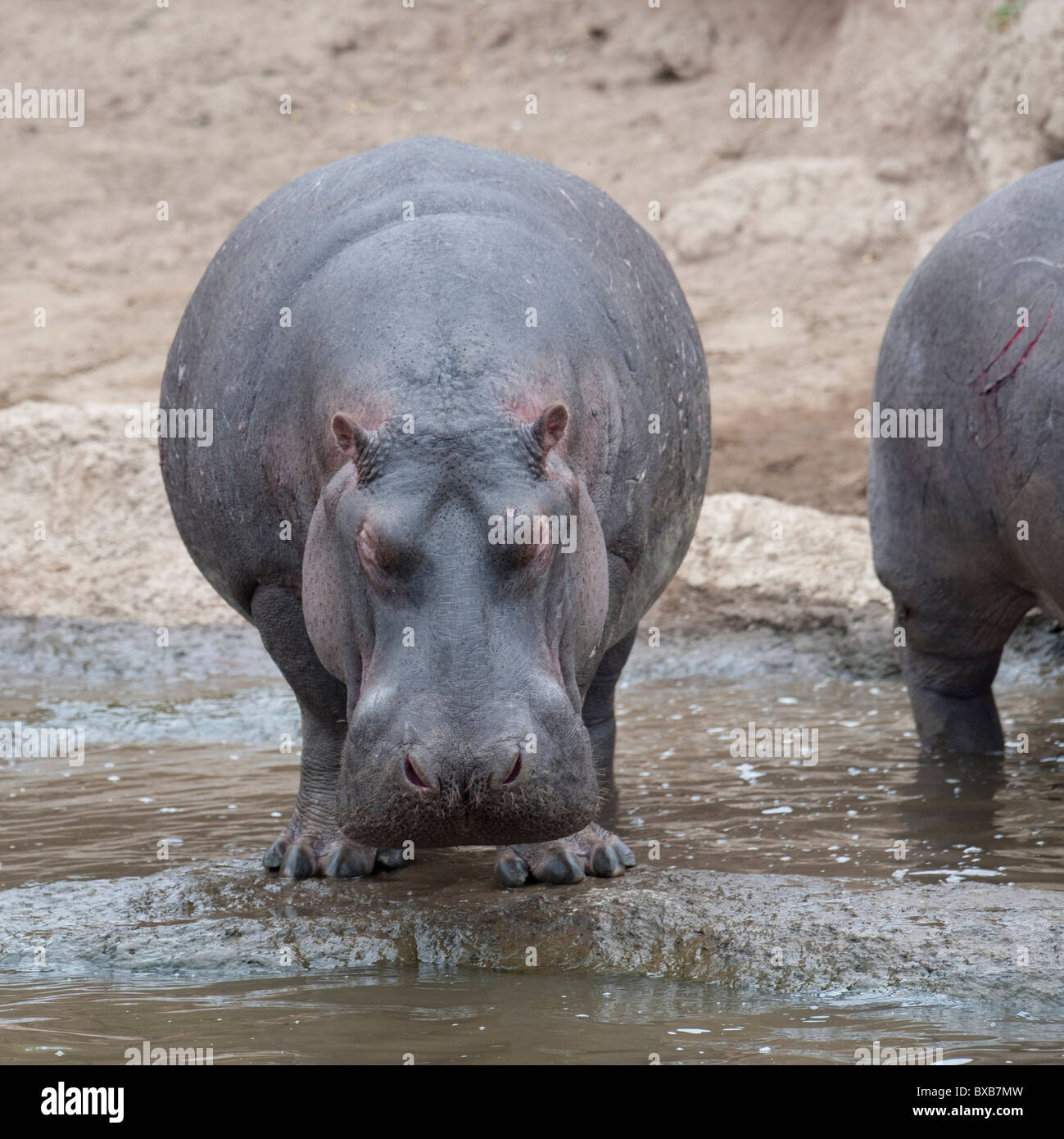 Hippo wildlife in Kenya Stock Photo - Alamy