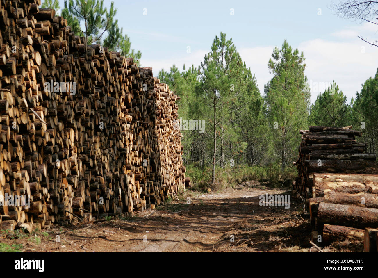 Lumber industry photos hi-res stock photography and images - Alamy
