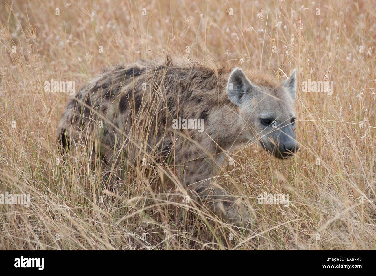 Hyena wildlife in Kenya Stock Photo - Alamy