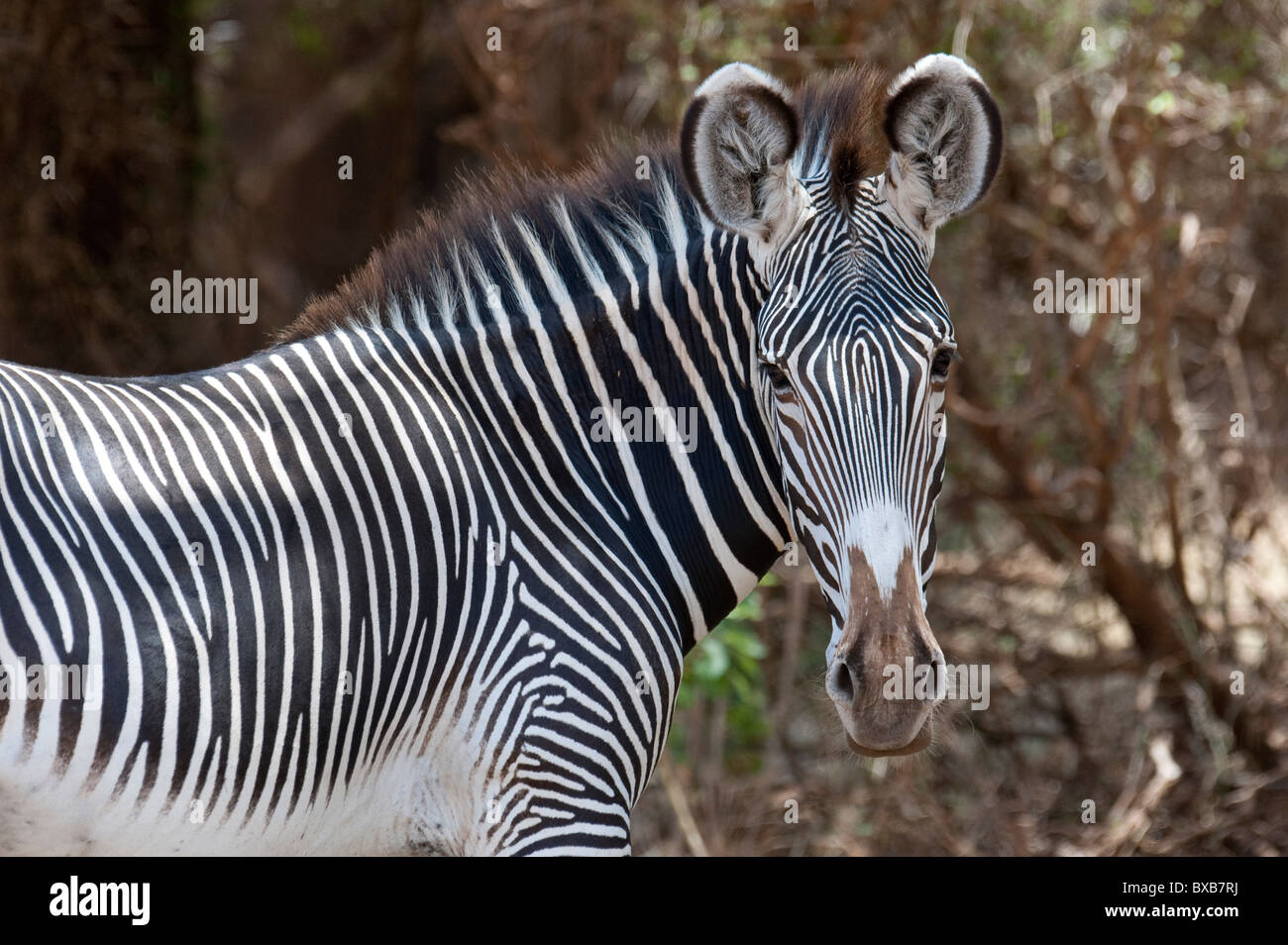 Zebra wildlife in Kenya Stock Photo - Alamy