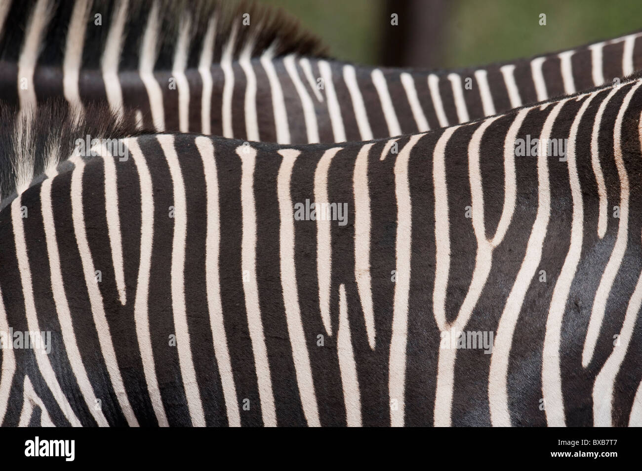 Close-up of zebra's stripes Stock Photo - Alamy