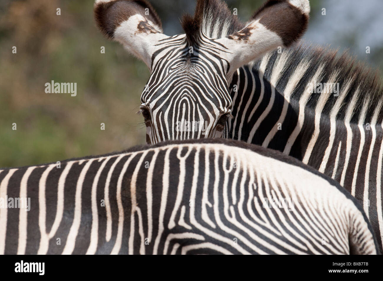 Zebra wildlife in Kenya Stock Photo - Alamy