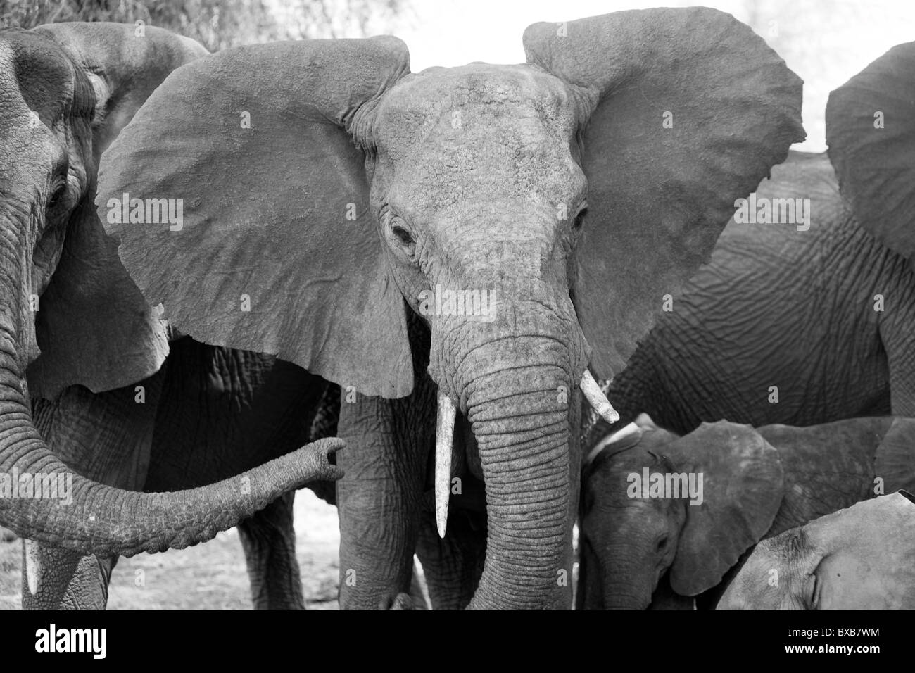 Elephant wildlife in Kenya Stock Photo - Alamy