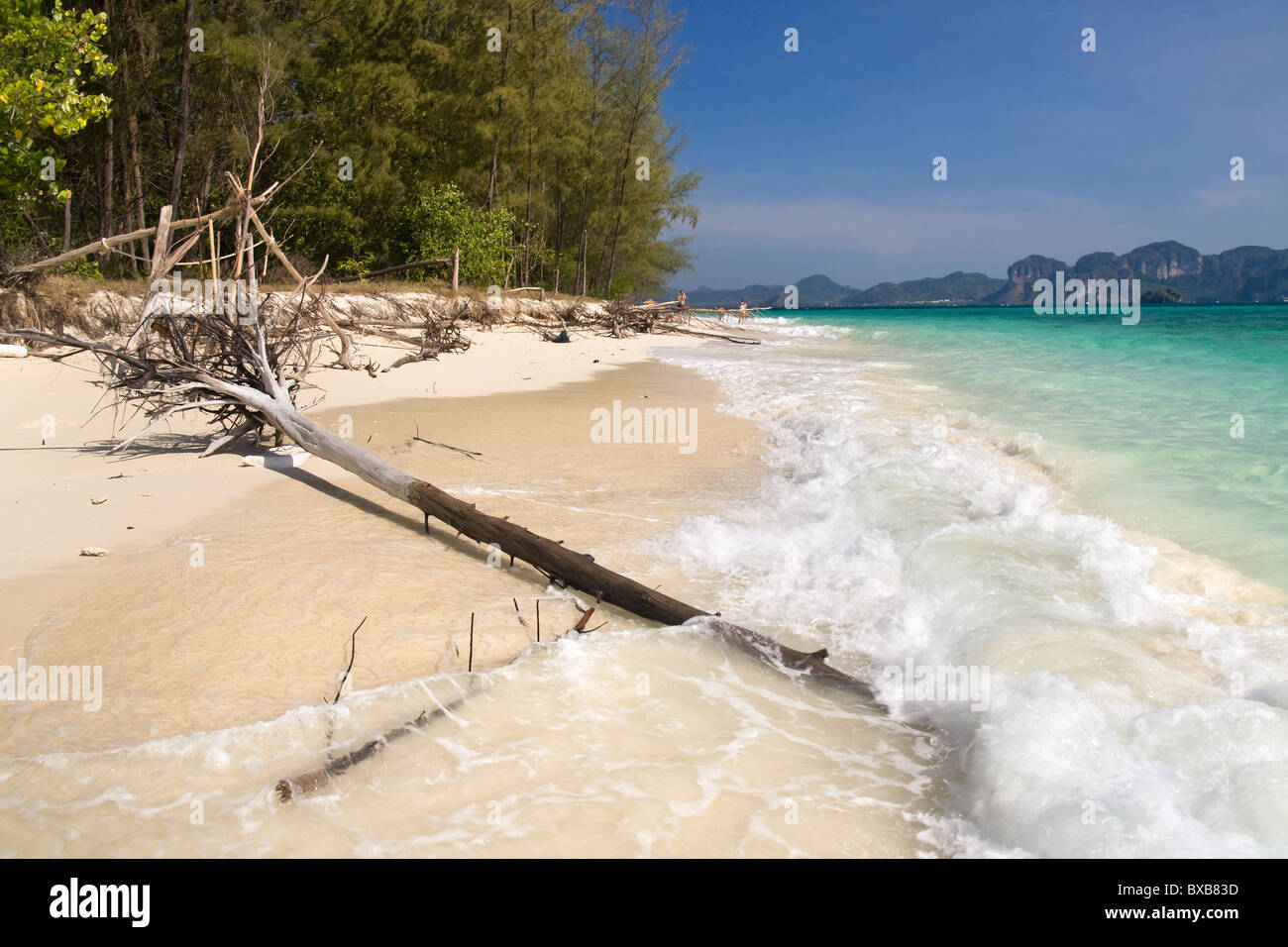 Tree sand beach waves hi-res stock photography and images - Alamy