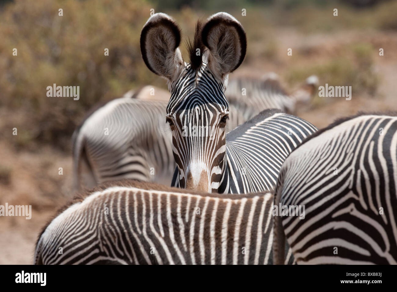 Grevys zebras in kenya hi-res stock photography and images - Alamy