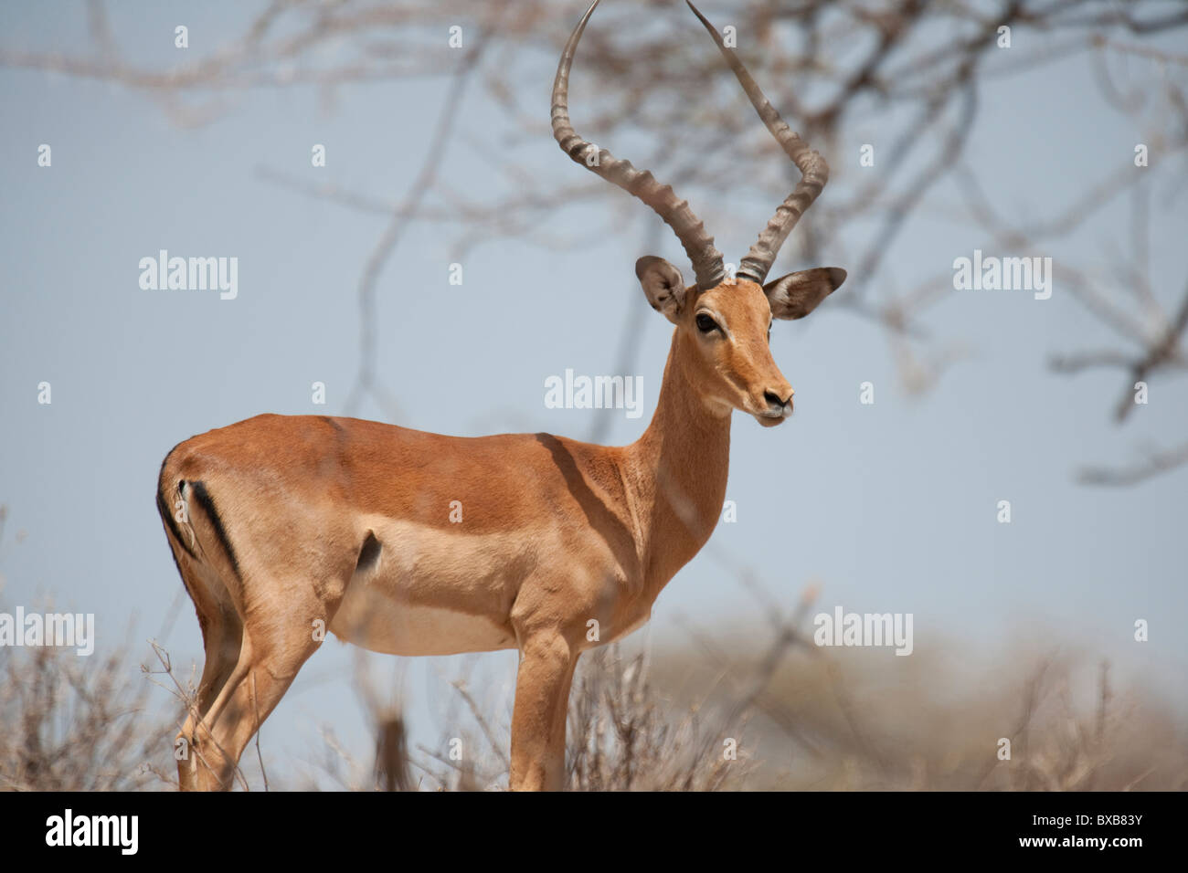 Impala wildlife in Kenya Stock Photo - Alamy