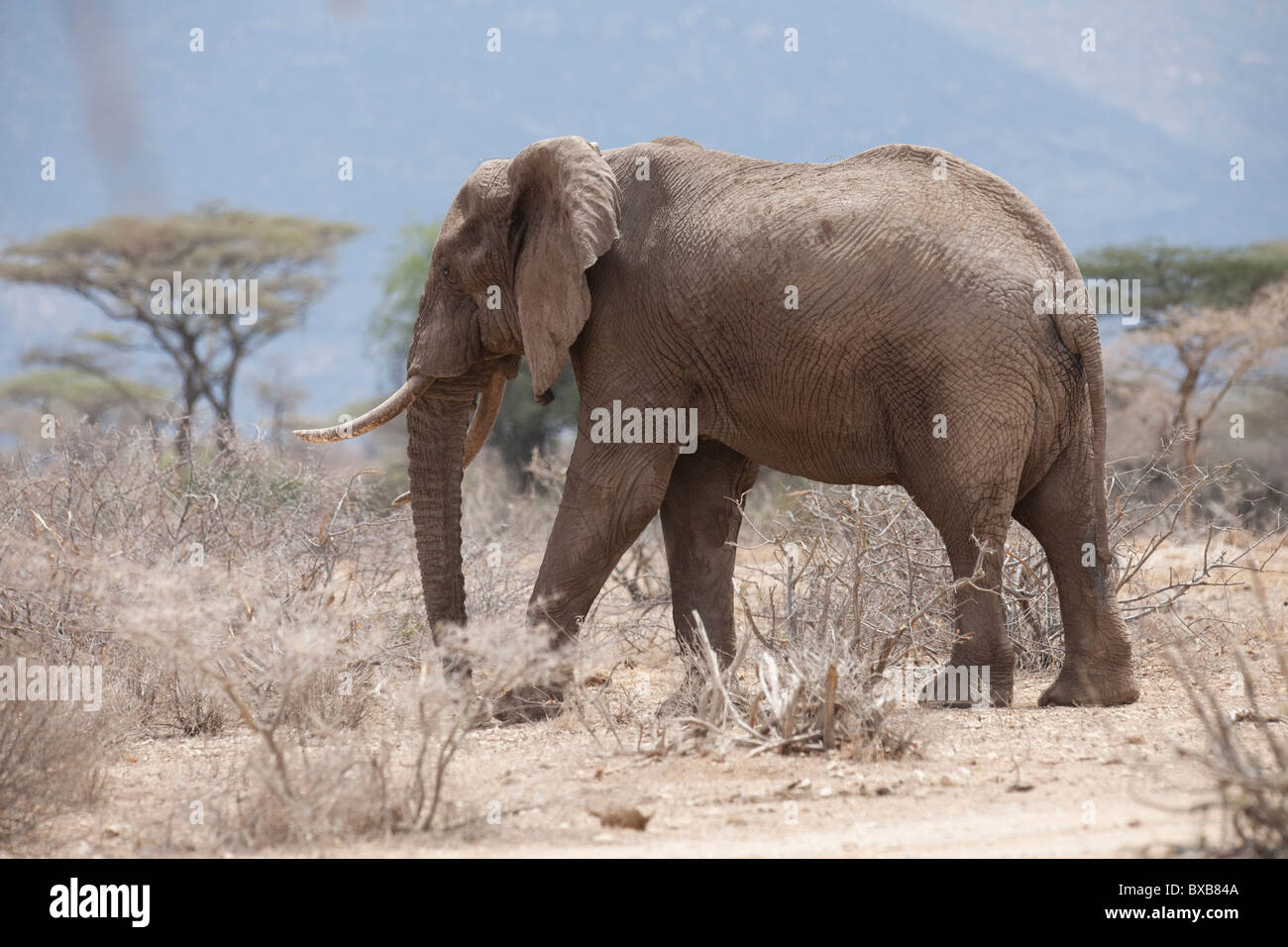 Elephant wildlife in Kenya Stock Photo - Alamy