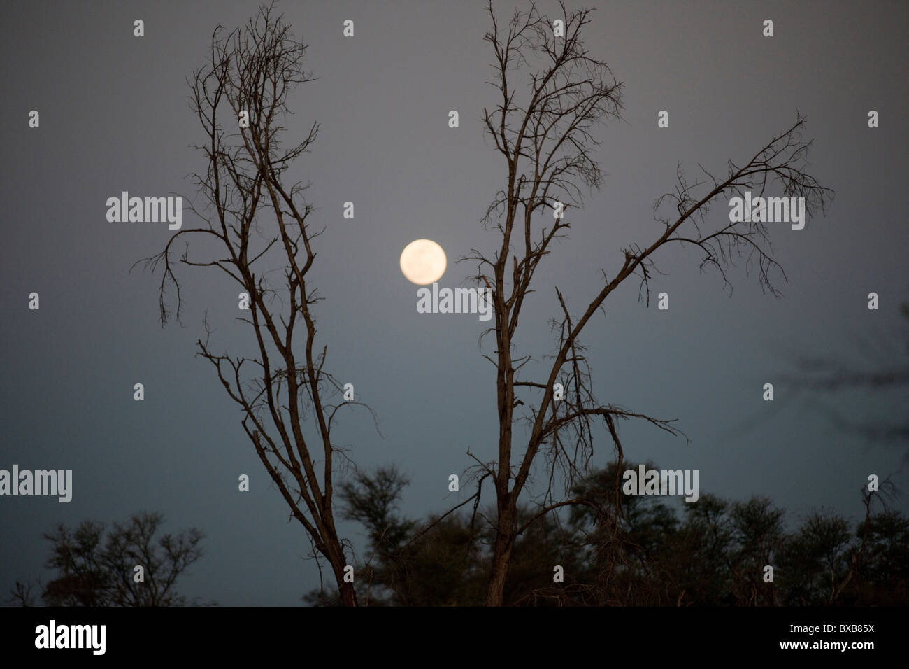 Full moon over Kenya Stock Photo - Alamy