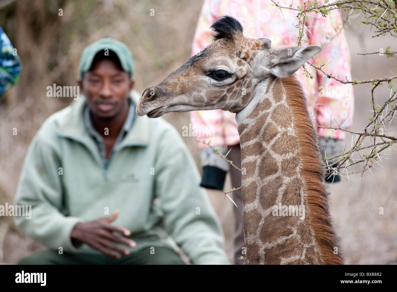 Baby giraffe man hi-res stock photography and images - Alamy
