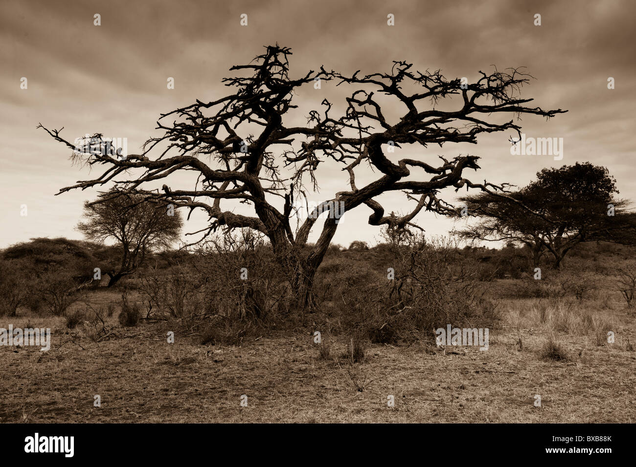 Kenyan landscape hi-res stock photography and images - Alamy