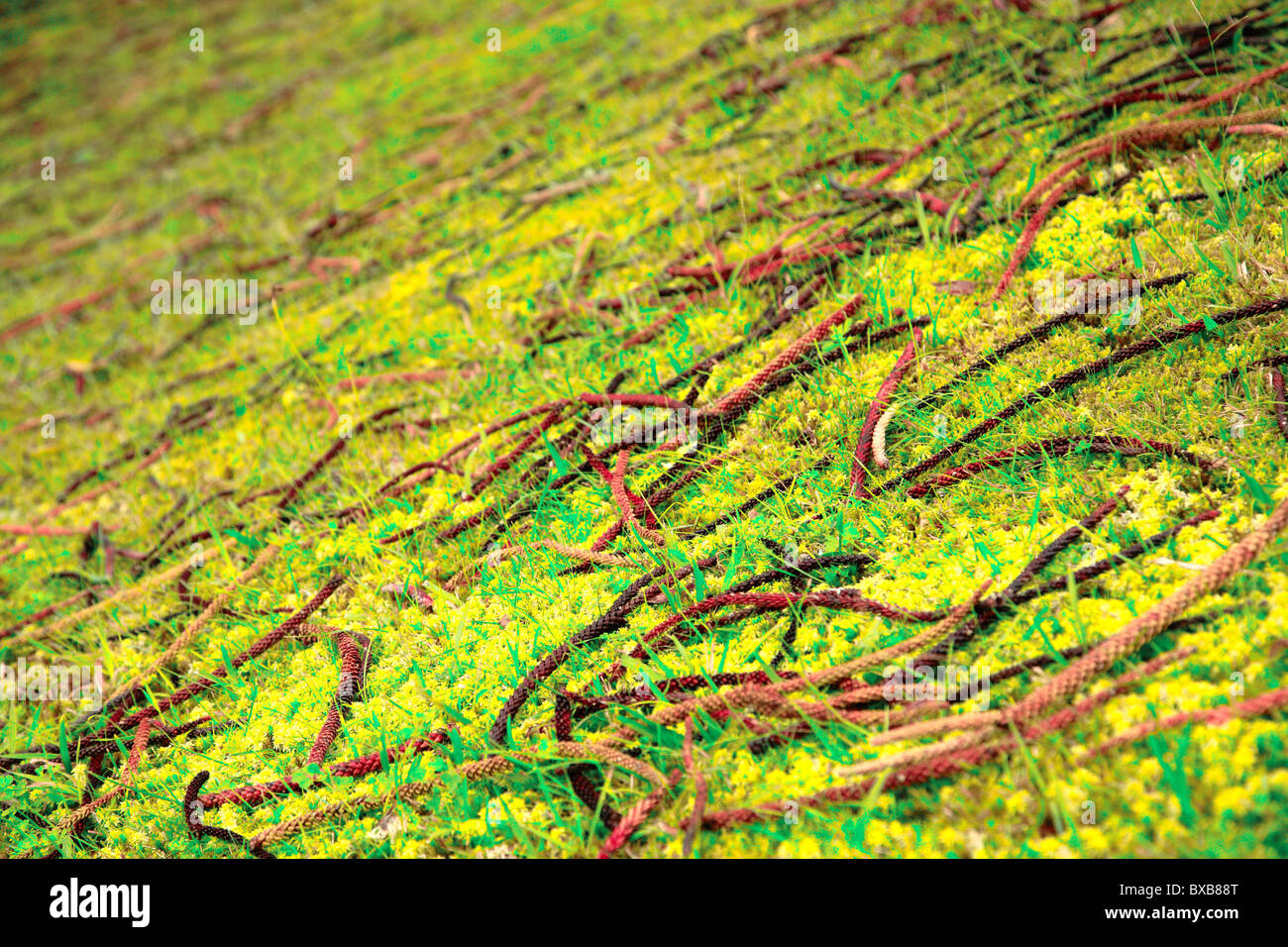Natural vivid colors, background and textures Stock Photo - Alamy