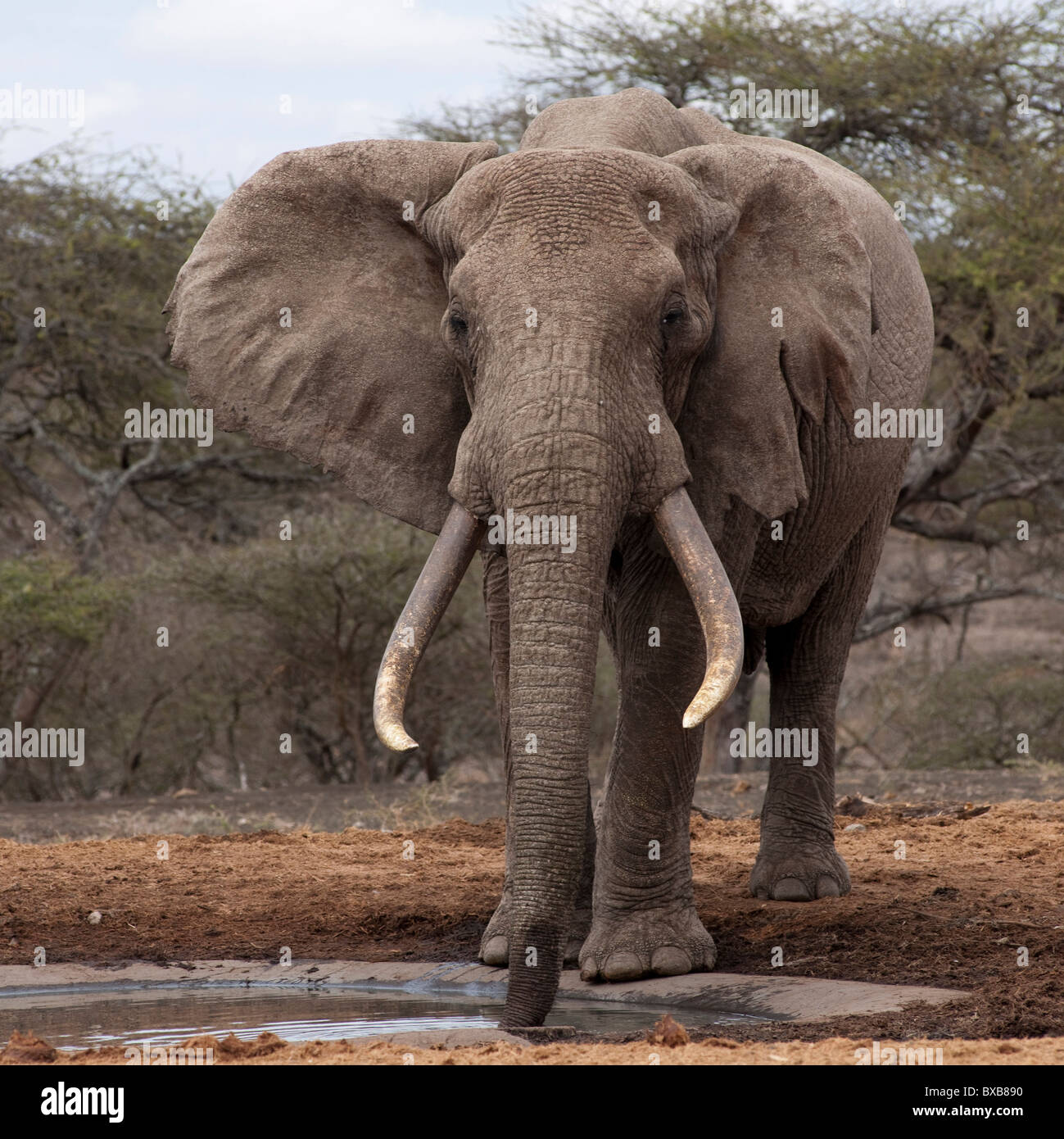 Elephant wildlife in Kenya Stock Photo - Alamy